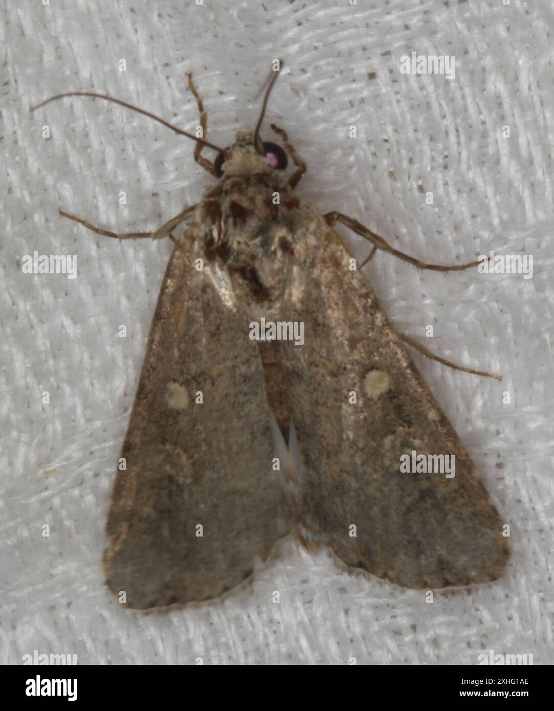 Beet Armyworm Moth (Spodoptera exigua Stock Photo - Alamy