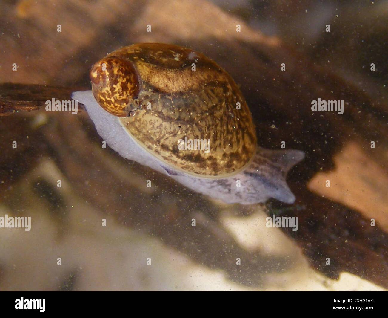 Pond and Melantho Snails (Lymnaeidae Stock Photo - Alamy