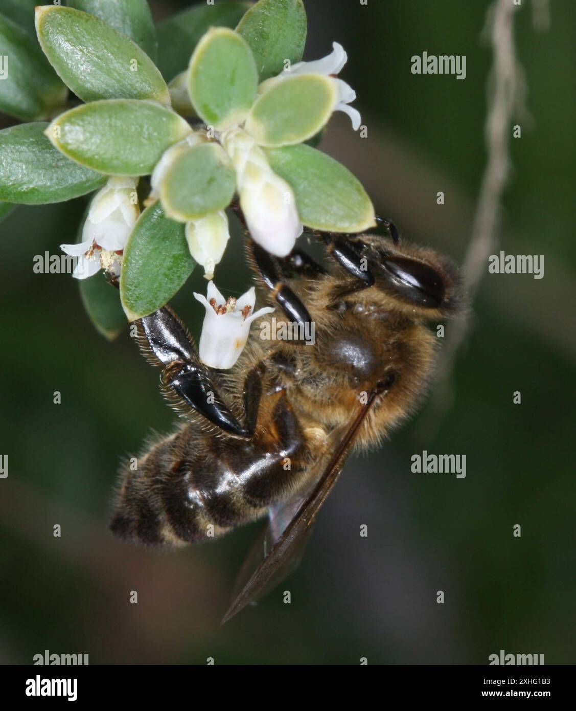 Western Honey Bee (Apis mellifera Stock Photo - Alamy
