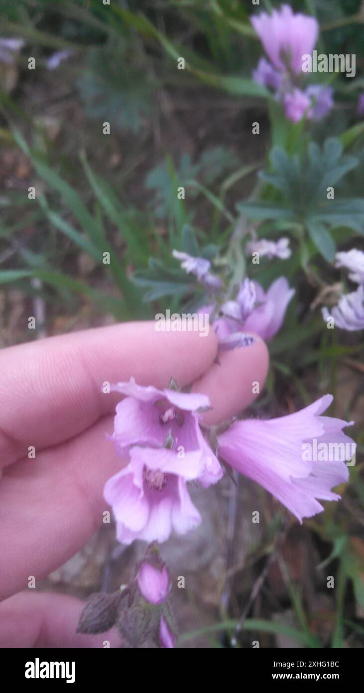 Dwarf Checkerbloom (Sidalcea malviflora malviflora Stock Photo - Alamy