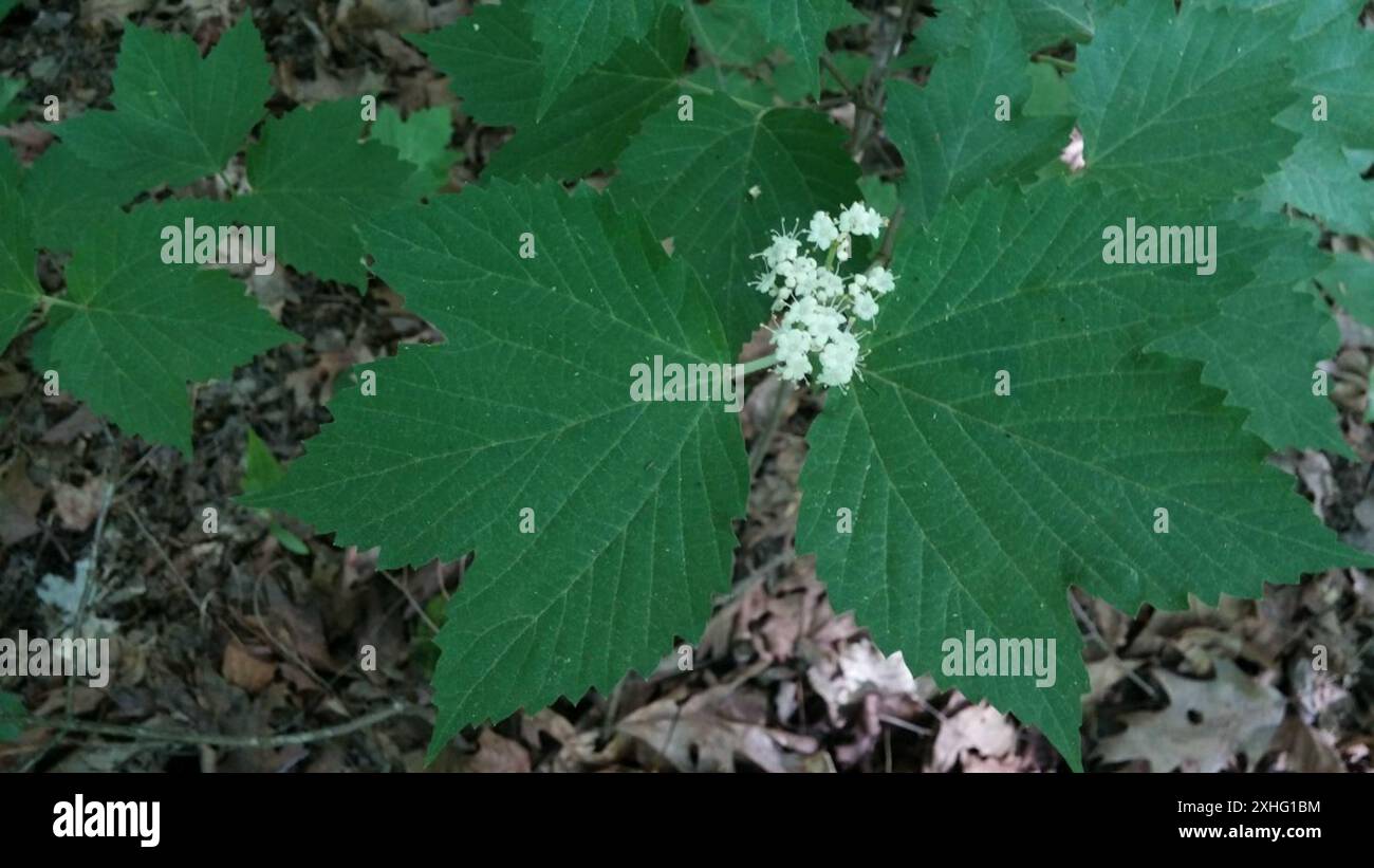mapleleaf viburnum (Viburnum acerifolium Stock Photo - Alamy