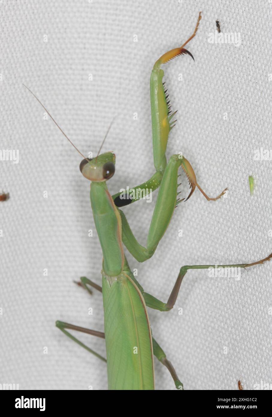 European Mantis (Mantis religiosa Stock Photo - Alamy
