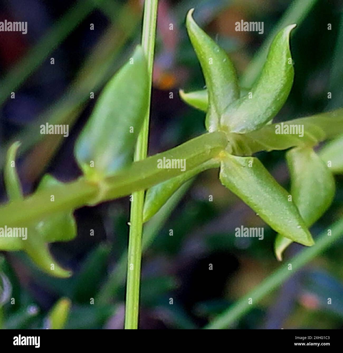 Sebaea hi-res stock photography and images - Alamy