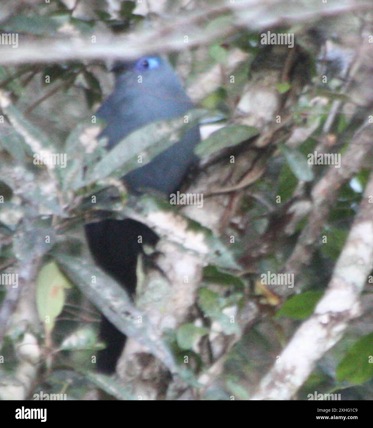 Blue Coua (Coua caerulea Stock Photo - Alamy