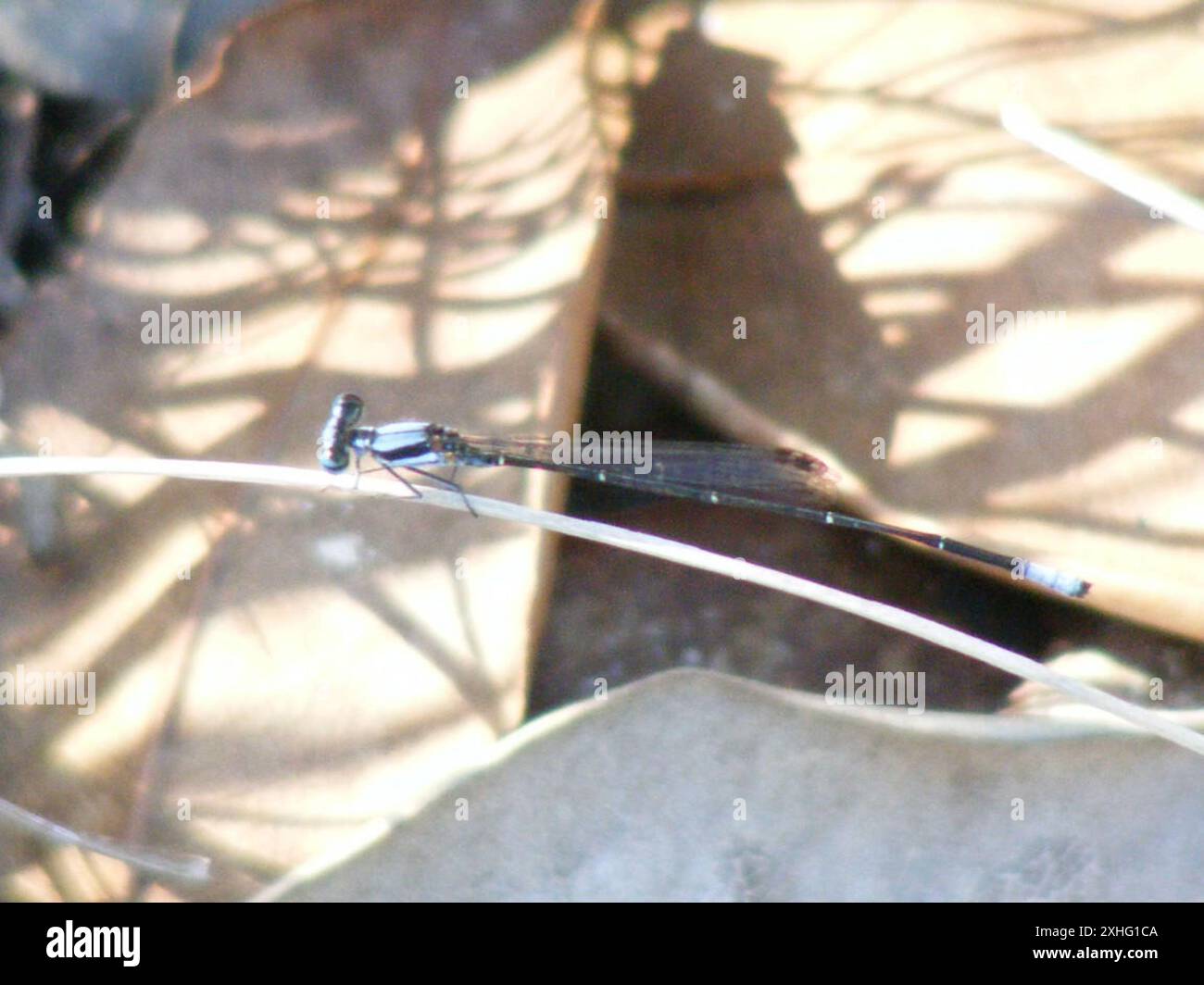 Common Threadtail (Elattoneura glauca Stock Photo - Alamy