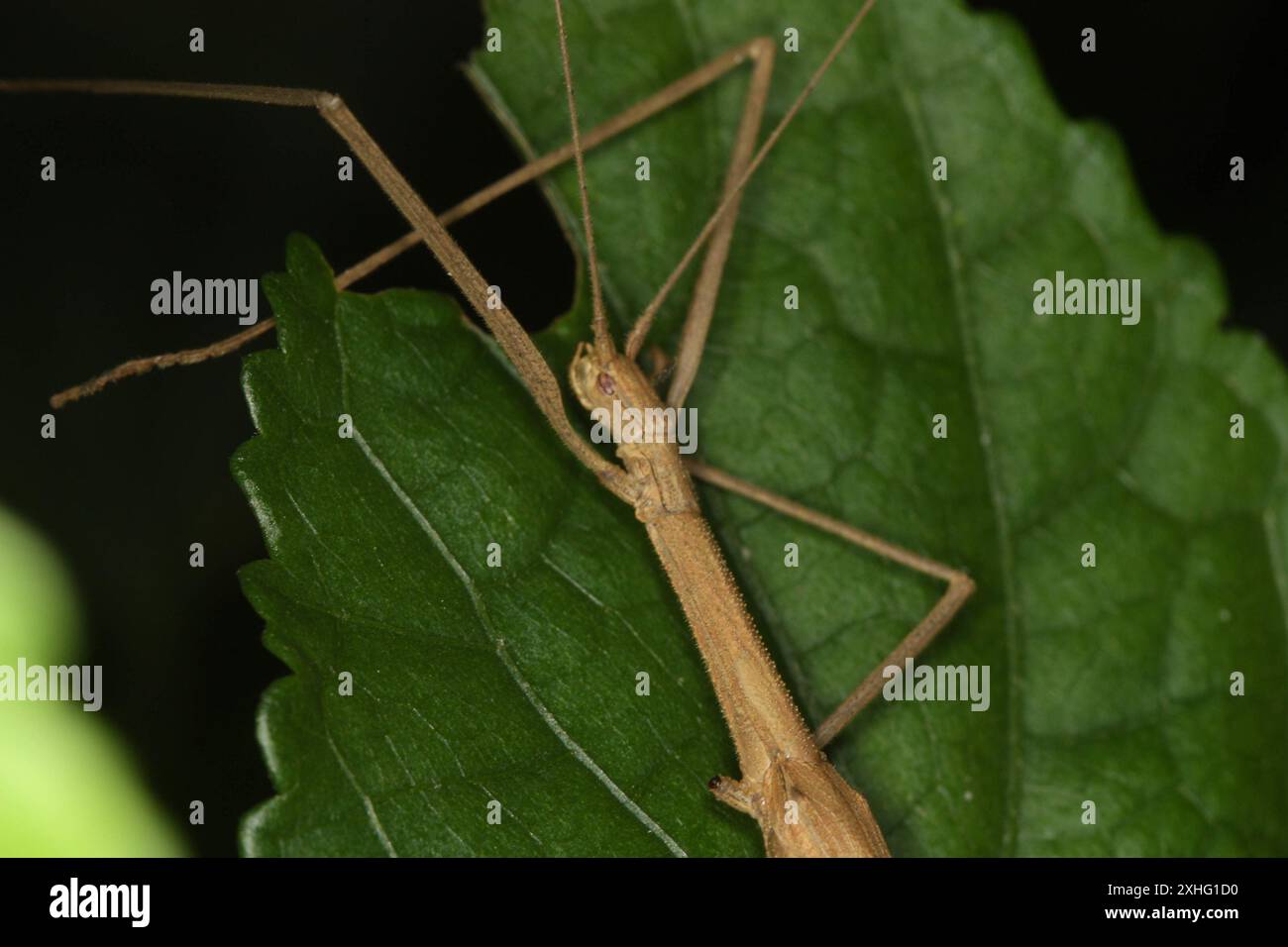 Pink-winged Stick Insect (Sipyloidea sipylus Stock Photo - Alamy