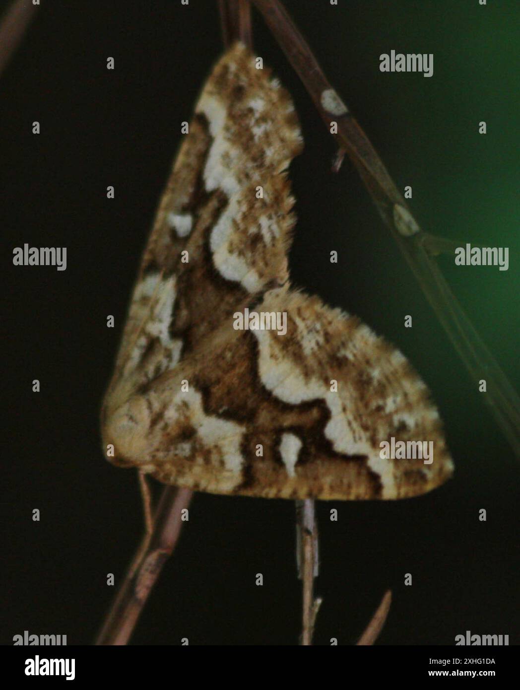 Gray Spruce Looper Moth (Caripeta divisata Stock Photo - Alamy