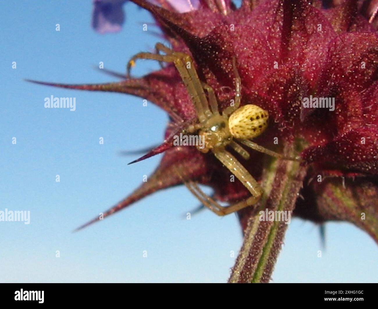 Crab Spiders (Thomisidae Stock Photo - Alamy