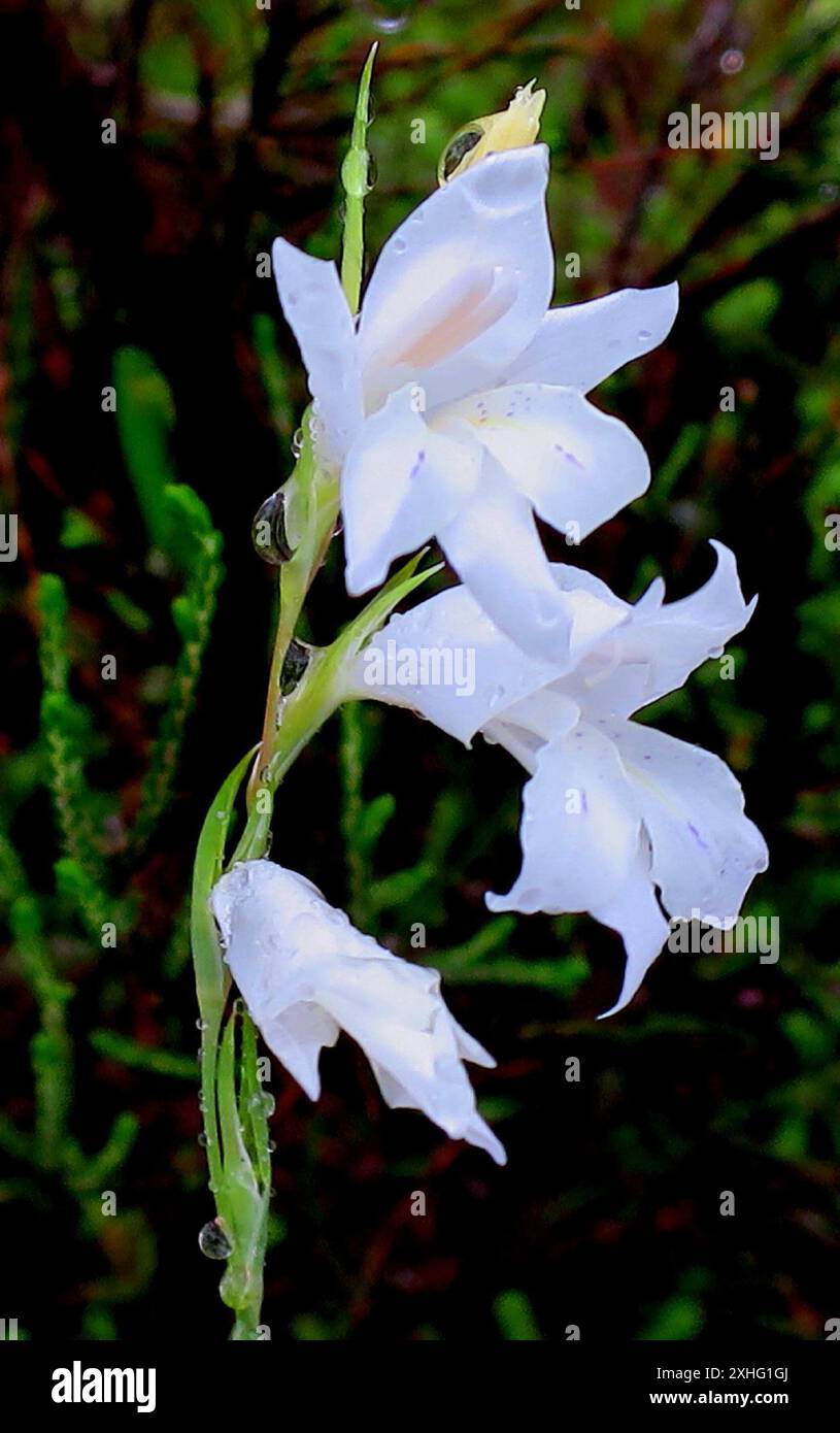 Vaginatus hi-res stock photography and images - Alamy