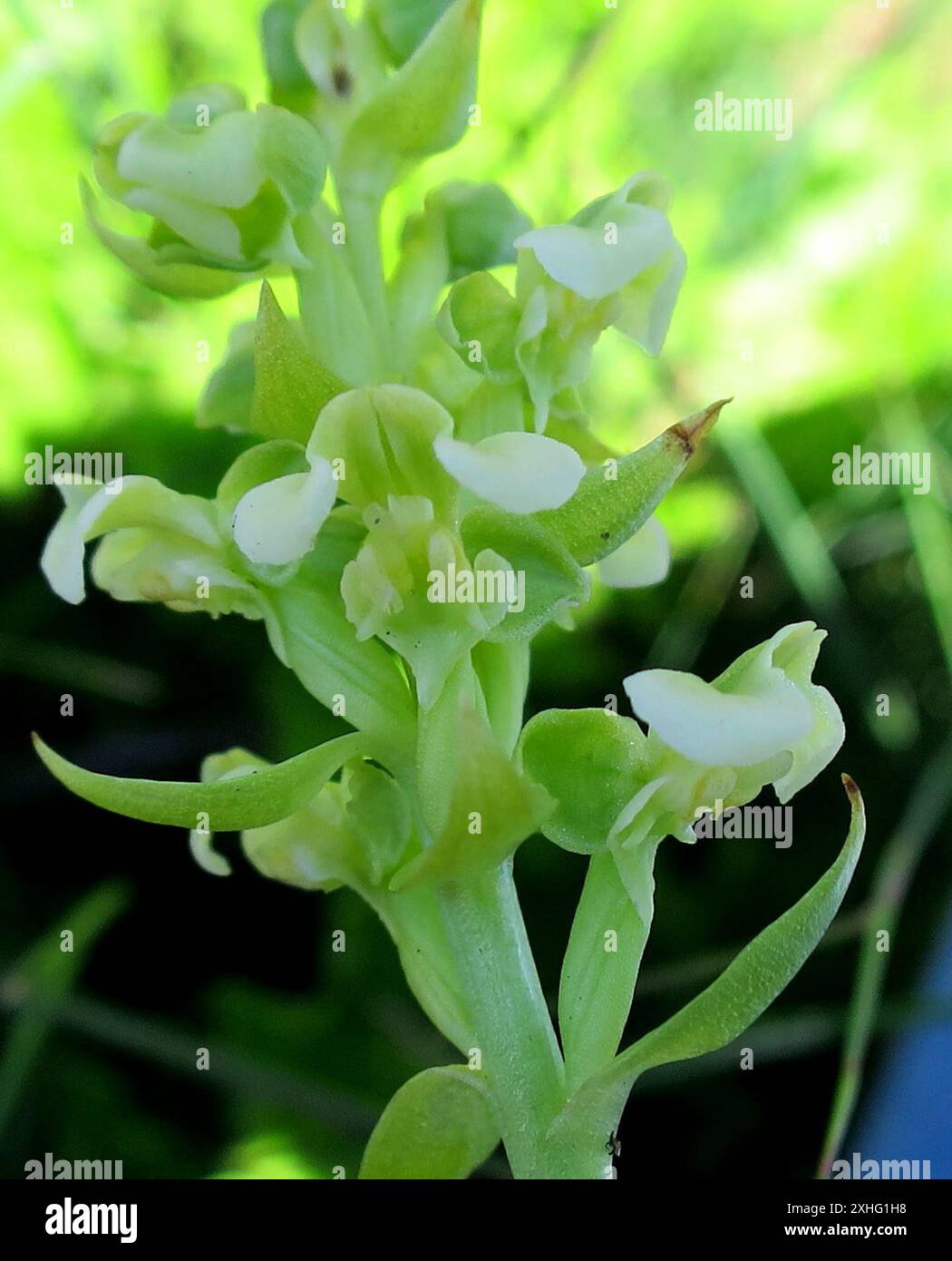 Pterygodium hi-res stock photography and images - Alamy
