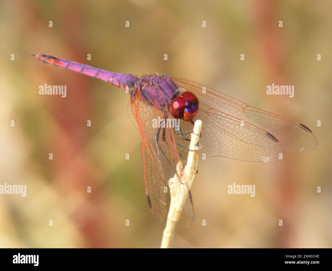Violet Dropwing (Trithemis annulata Stock Photo - Alamy