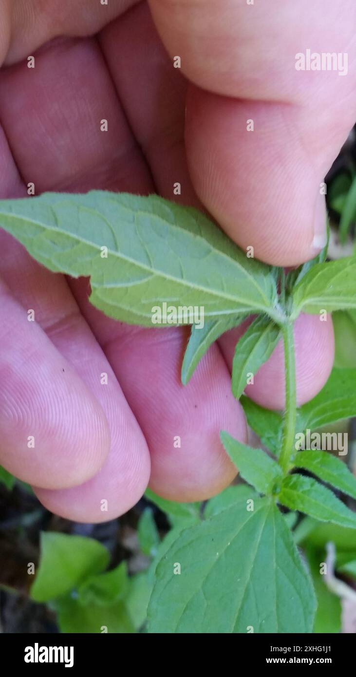 Gallant Soldier (Galinsoga parviflora Stock Photo - Alamy
