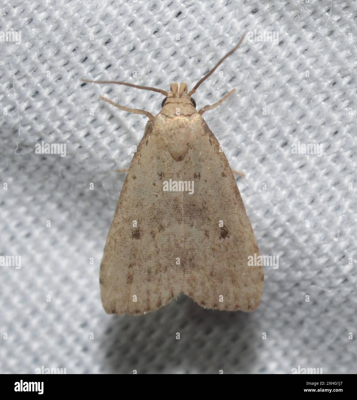 Broken-lined Hypenodes Moth (Hypenodes fractilinea Stock Photo - Alamy