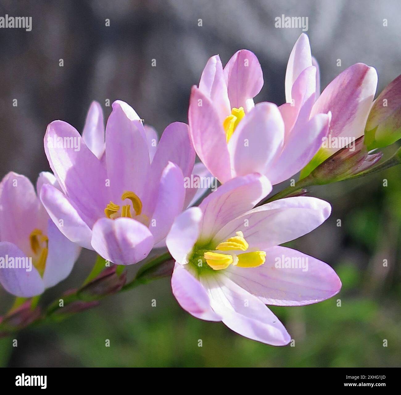 Ixia polystachya hi-res stock photography and images - Alamy