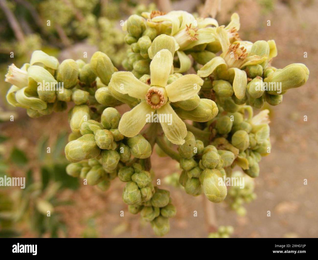 Natal mahogany hi-res stock photography and images - Alamy