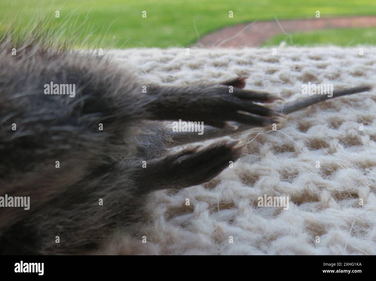 Southern Vlei Rat (Otomys irroratus Stock Photo - Alamy