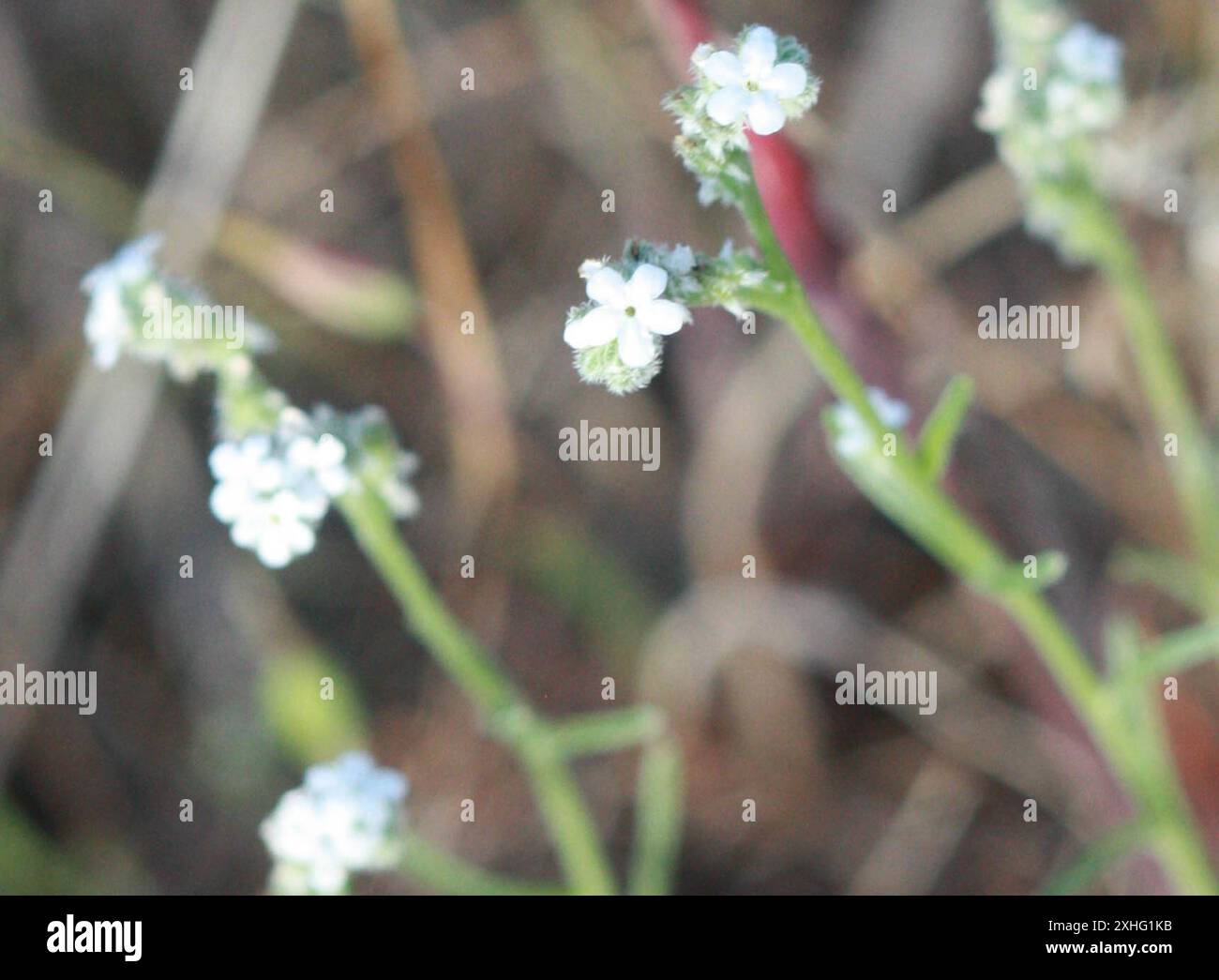 flaccid cryptantha (Cryptantha flaccida Stock Photo - Alamy