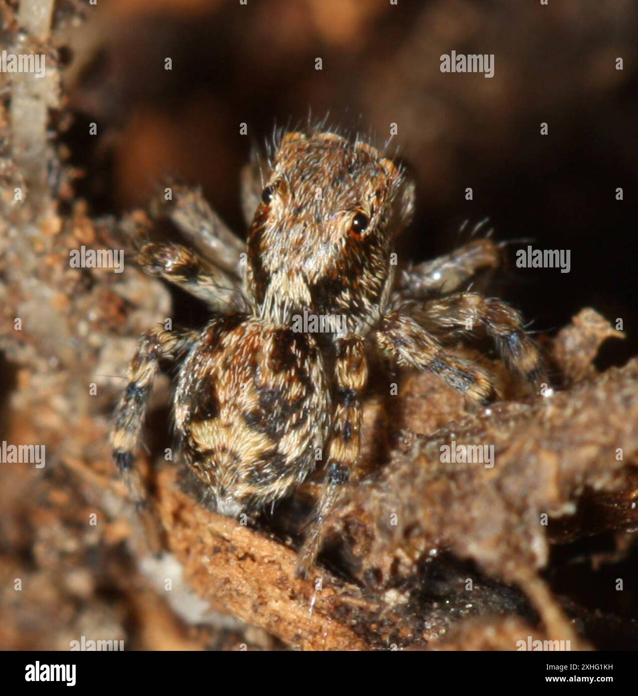 flea jumping spider (Naphrys pulex Stock Photo - Alamy