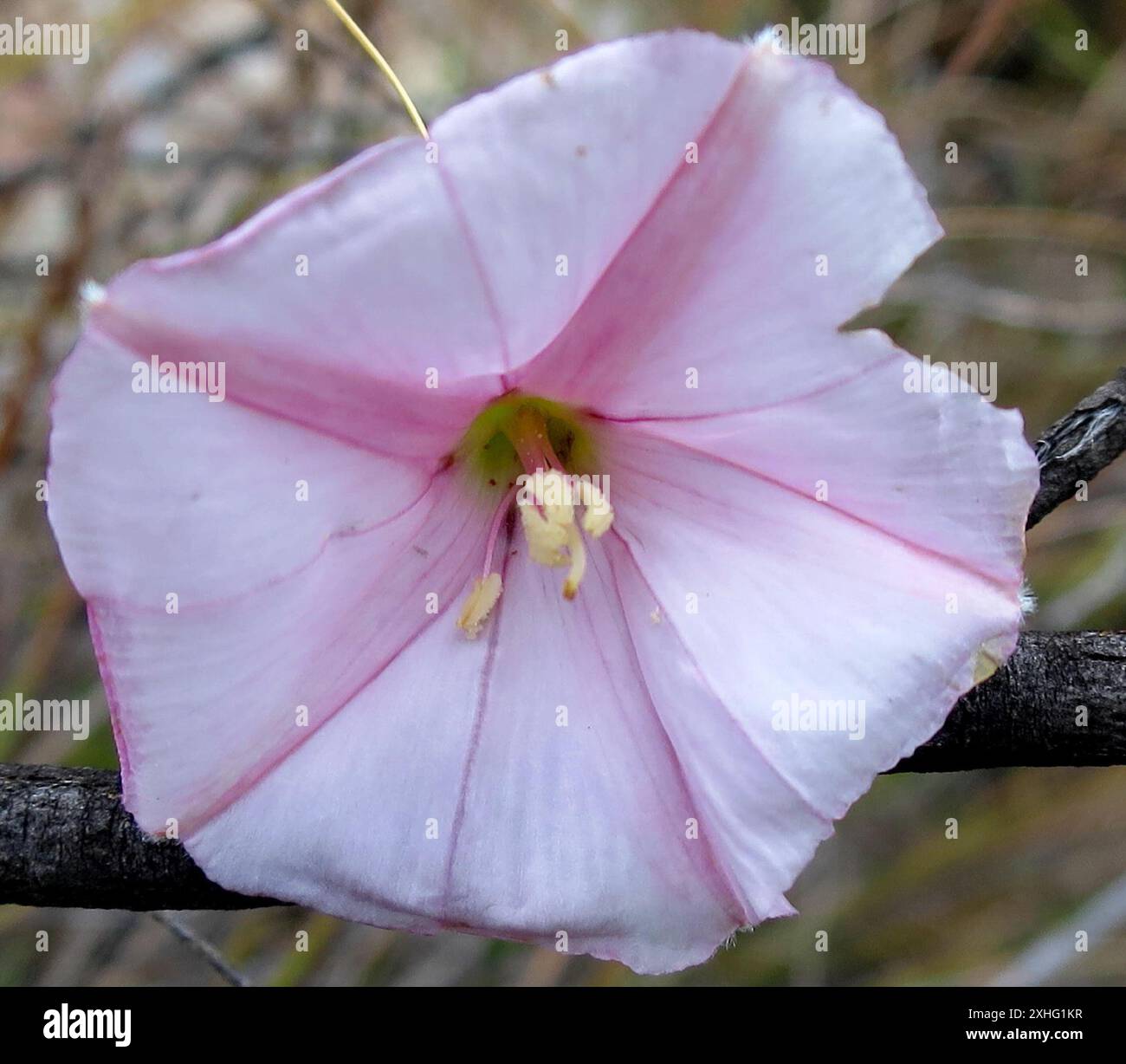 Cape Bindweed (Convolvulus capensis Stock Photo - Alamy