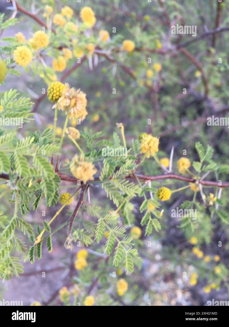 Vachellia constricta hi-res stock photography and images - Alamy