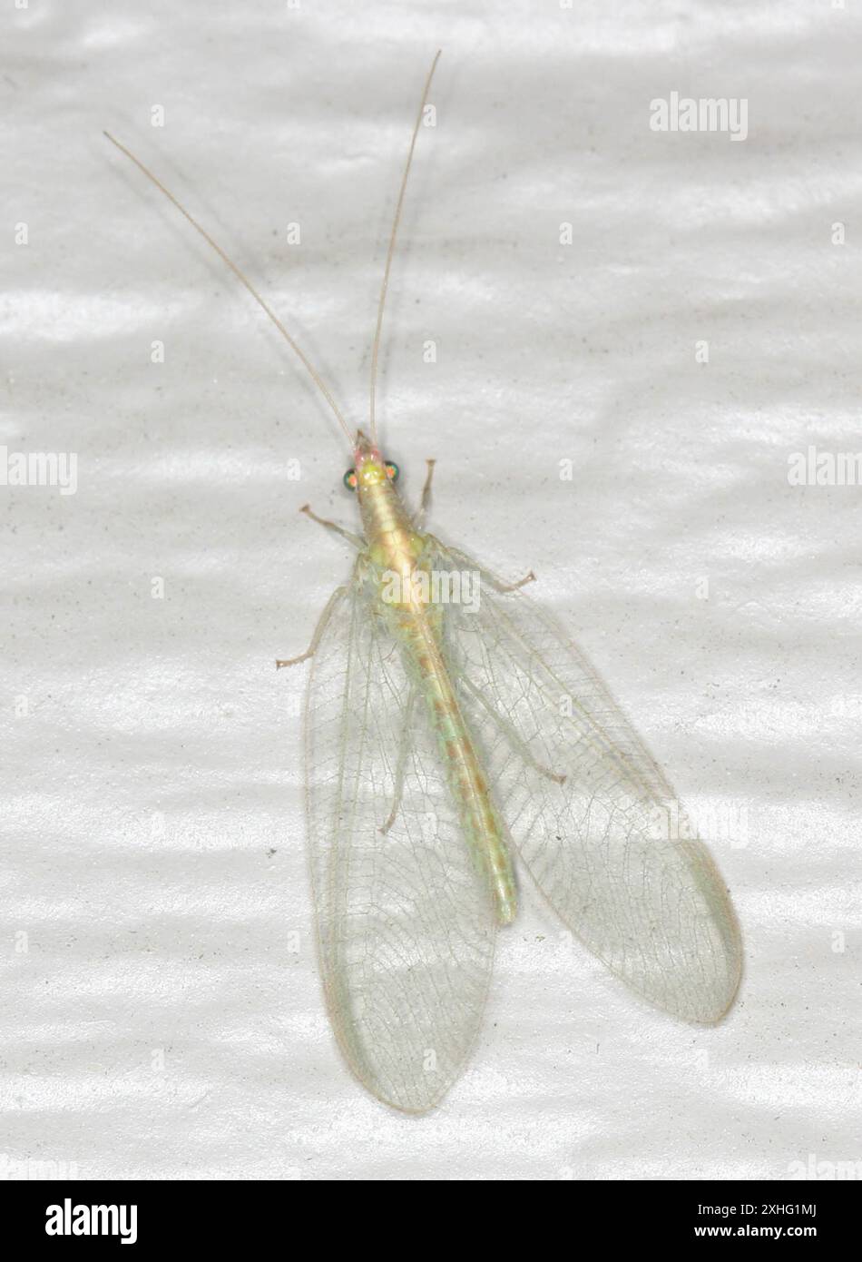 common green lacewings (Chrysoperla Stock Photo - Alamy