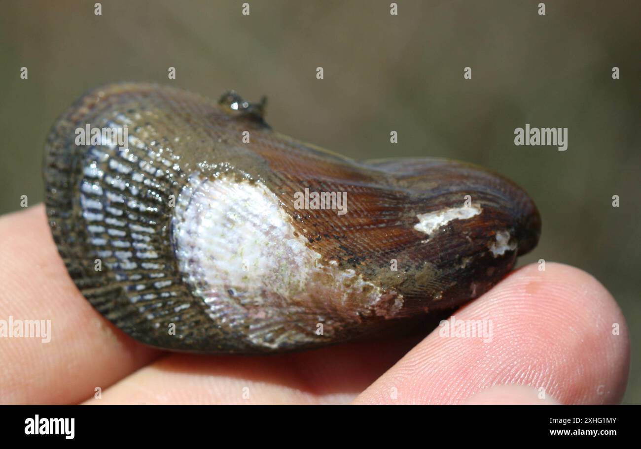 Atlantic Ribbed Mussel (Geukensia demissa Stock Photo - Alamy