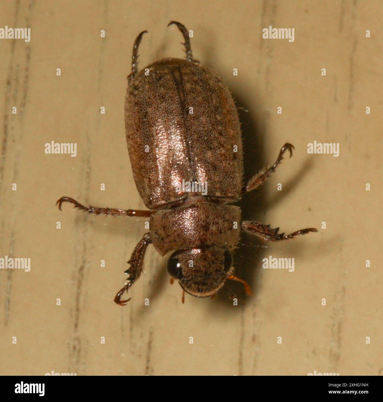 Chinese rose beetle (Adoretus sinicus Stock Photo - Alamy