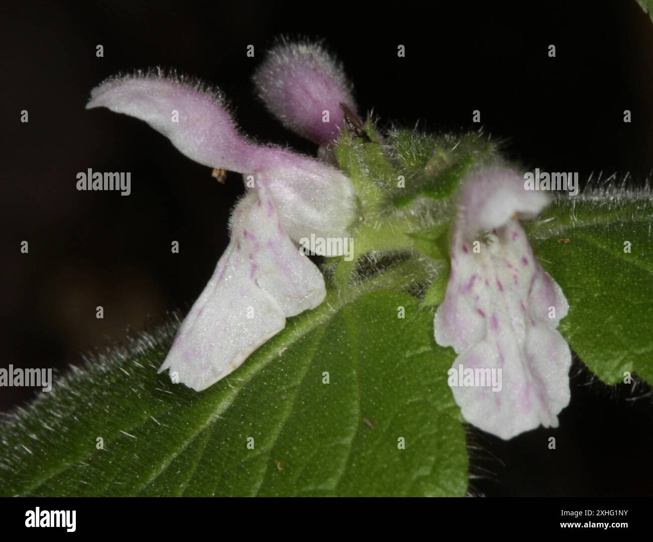 (Stachys rigida quercetorum Stock Photo - Alamy