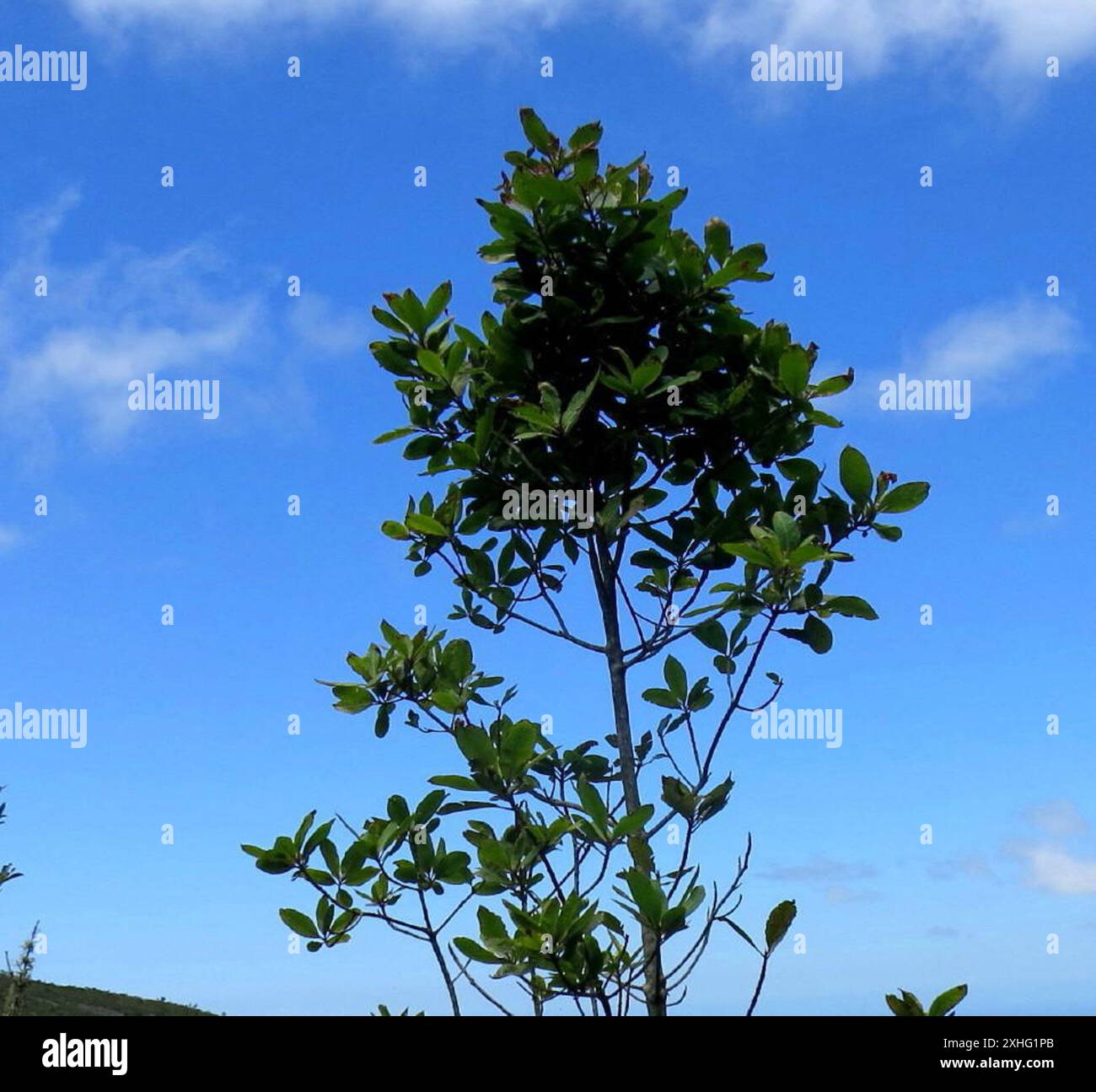 Cape beech (Rapanea melanophloeos Stock Photo - Alamy