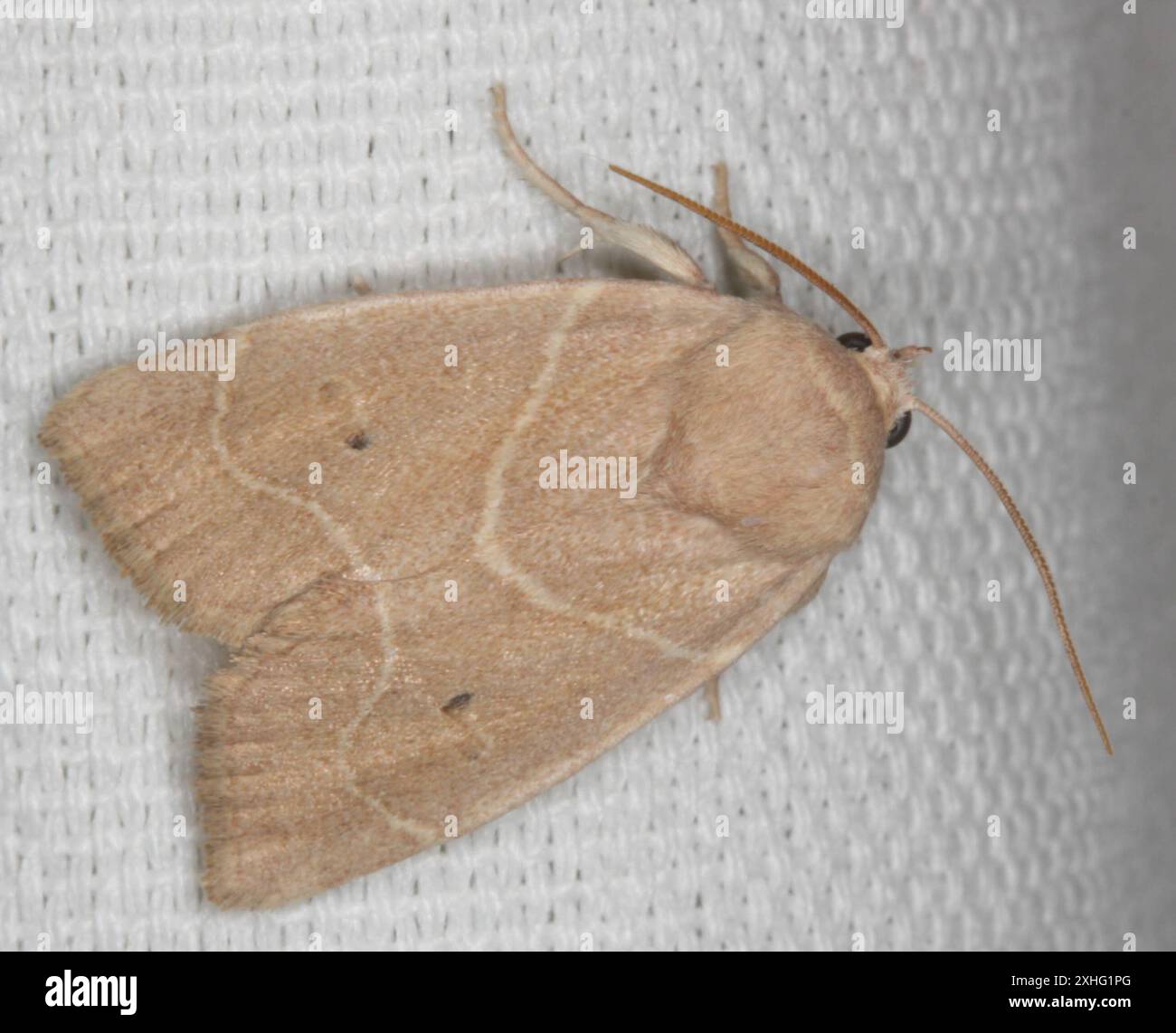 American Dun-bar Moth (Cosmia calami Stock Photo - Alamy