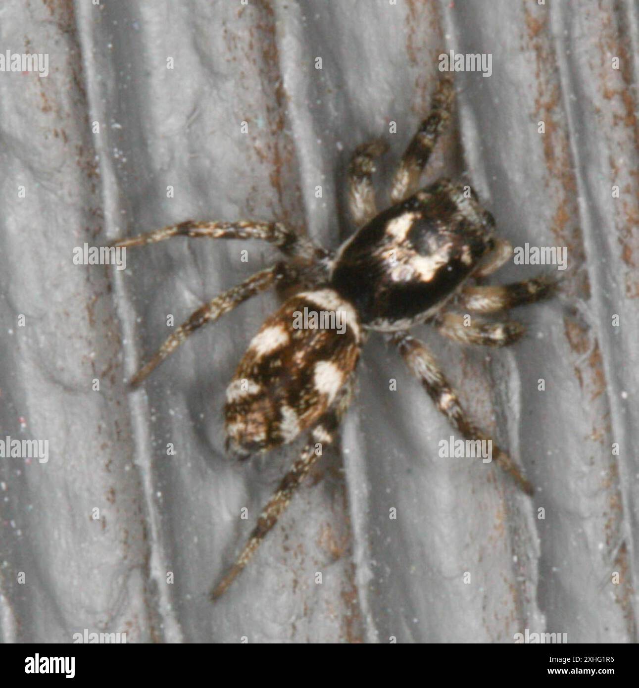Zebra Jumping Spider (Salticus scenicus Stock Photo - Alamy