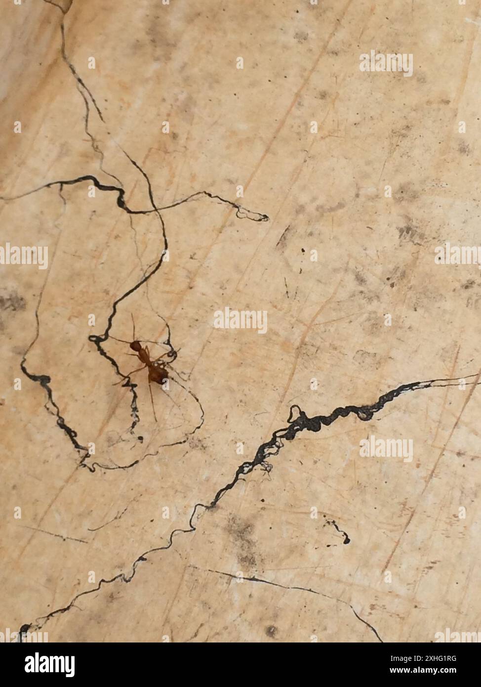 Chestnut Carpenter Ant (Camponotus castaneus Stock Photo - Alamy