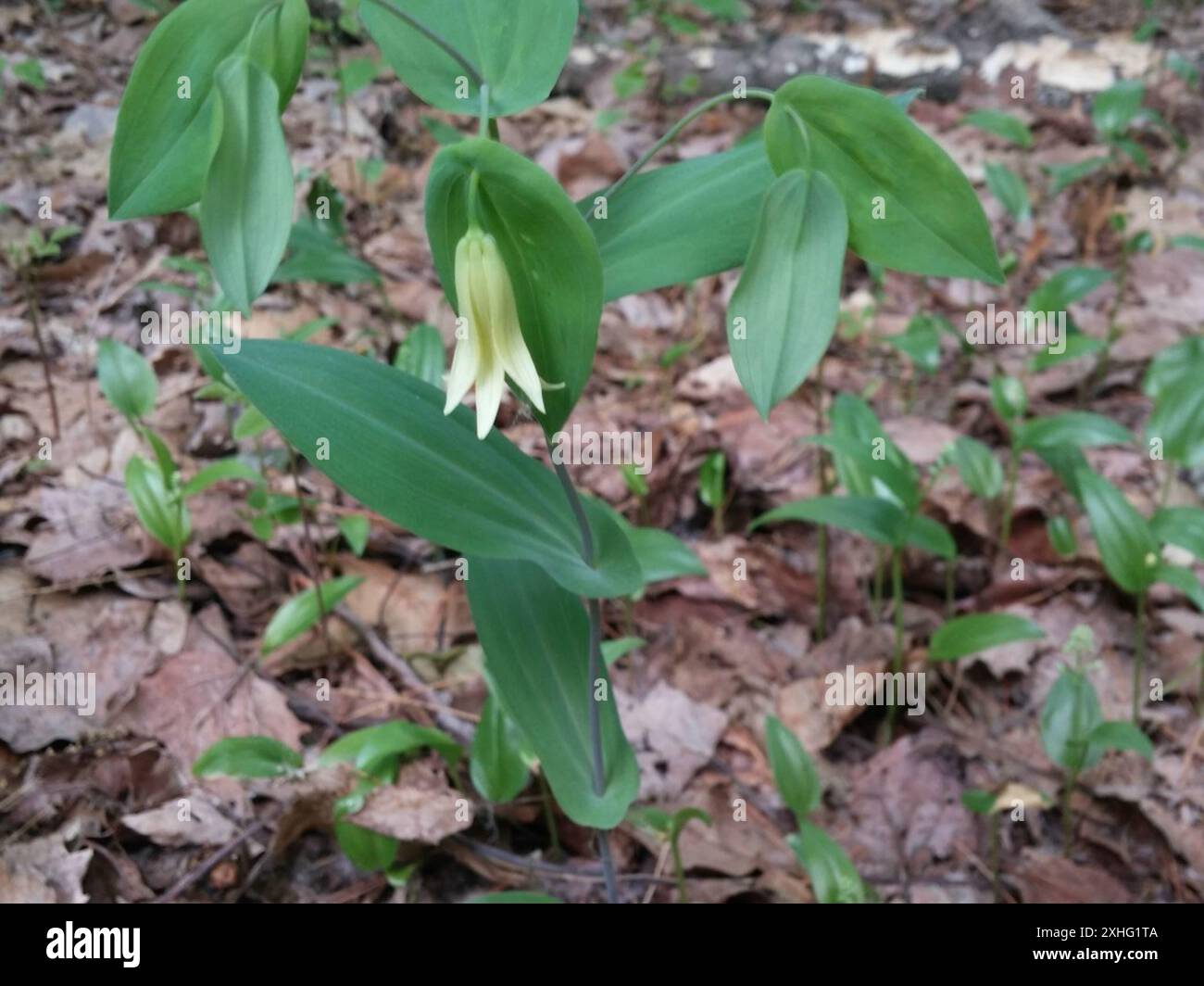 perfoliate bellwort (Uvularia perfoliata Stock Photo - Alamy
