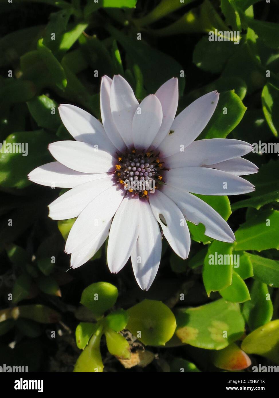 trailing African daisy (Dimorphotheca fruticosa Stock Photo - Alamy