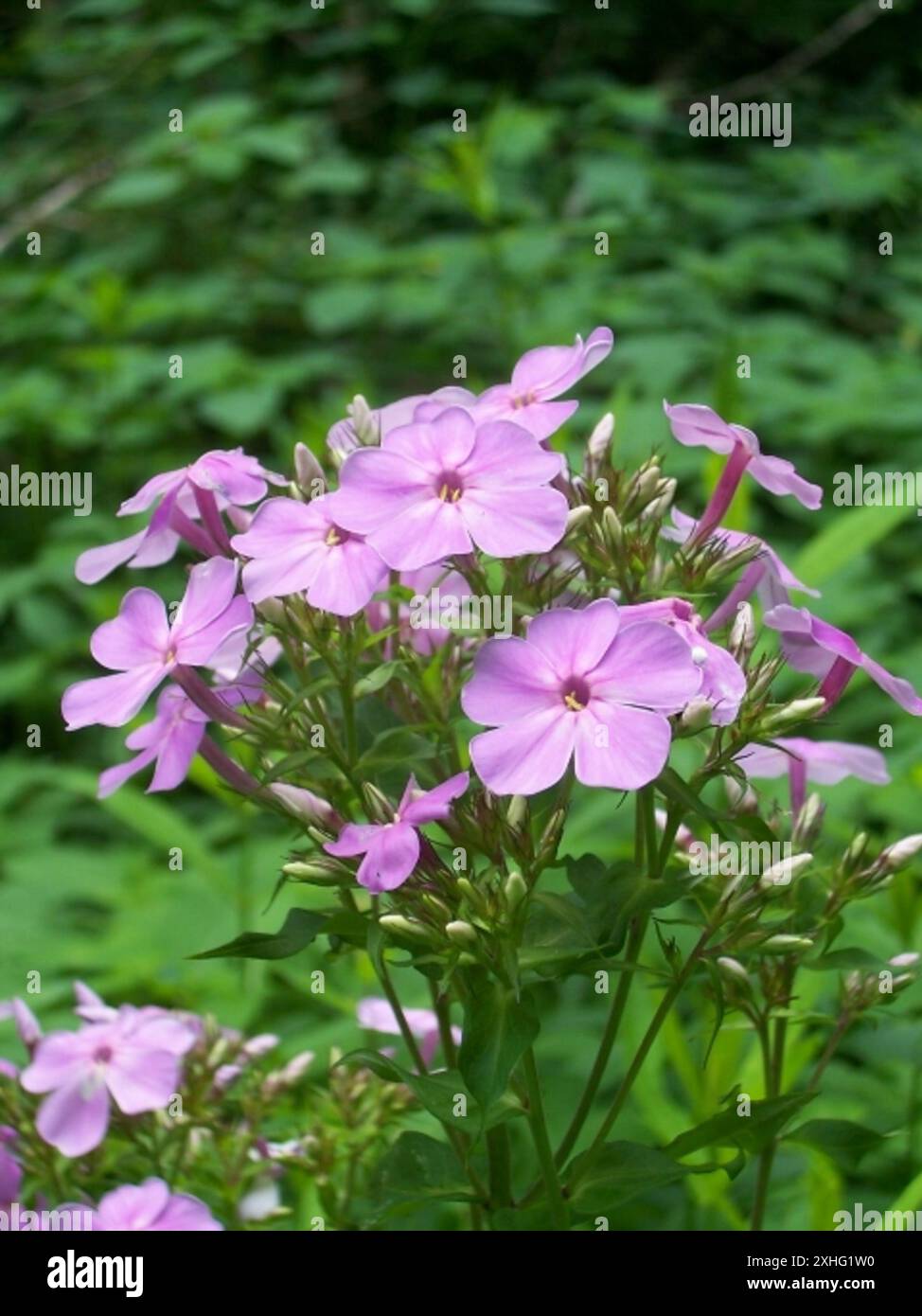fall phlox (Phlox paniculata Stock Photo - Alamy