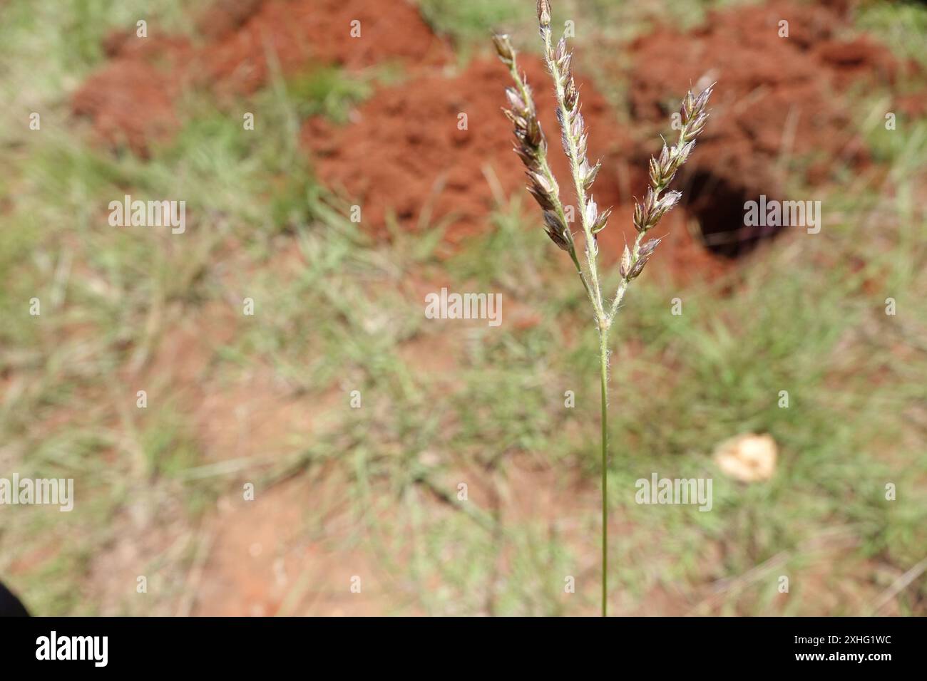 Cockatoo grass (Alloteropsis semialata Stock Photo - Alamy