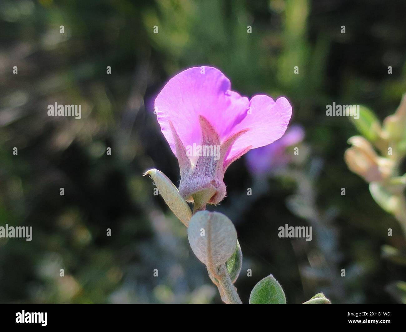 Hairy Capesweetpea (Podalyria burchellii Stock Photo - Alamy