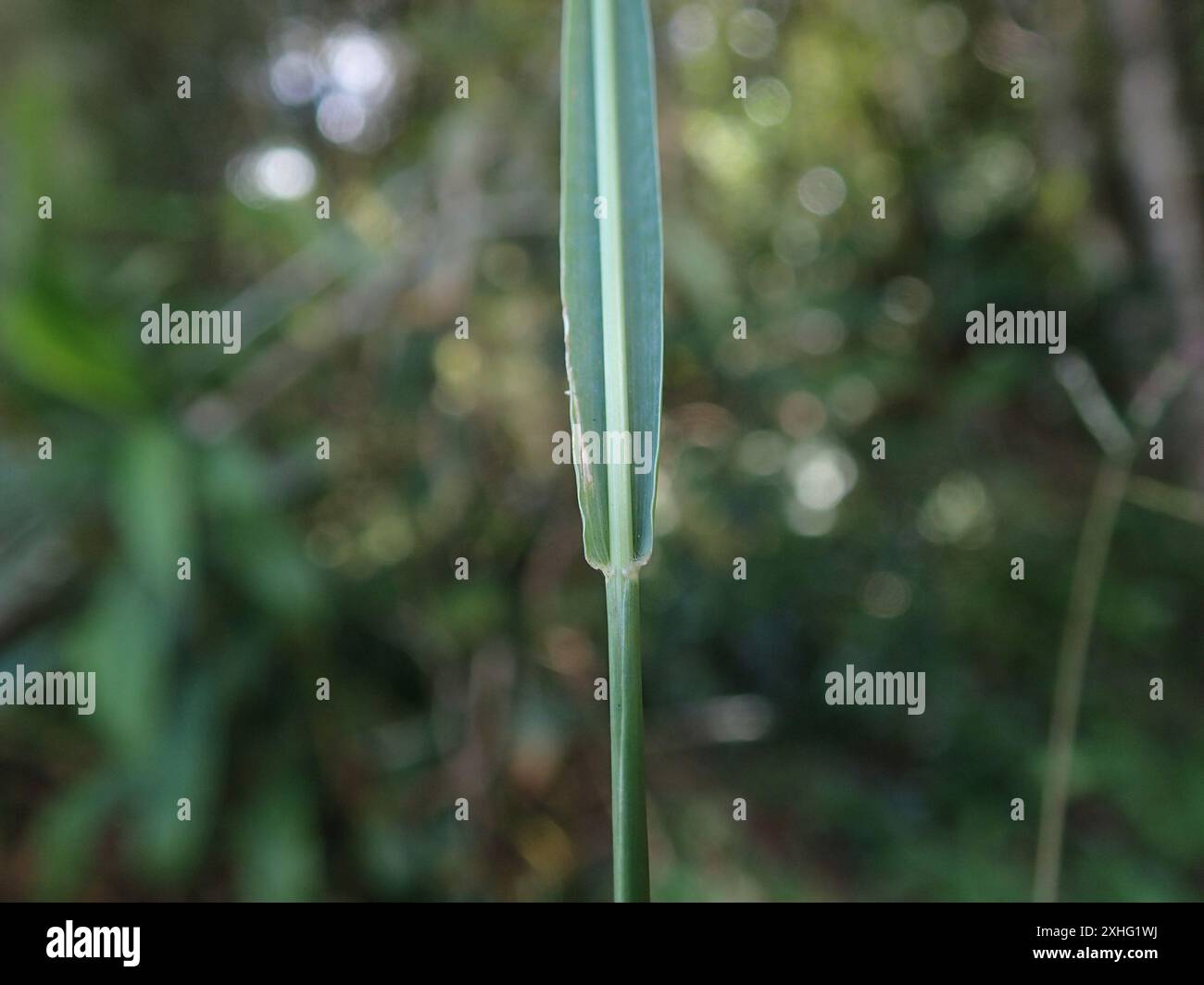 Setaria sphacelata hi-res stock photography and images - Alamy