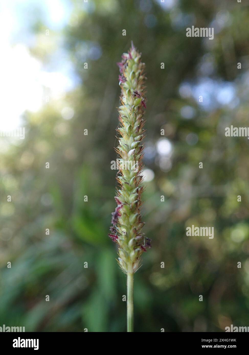 African bristlegrass hi-res stock photography and images - Alamy