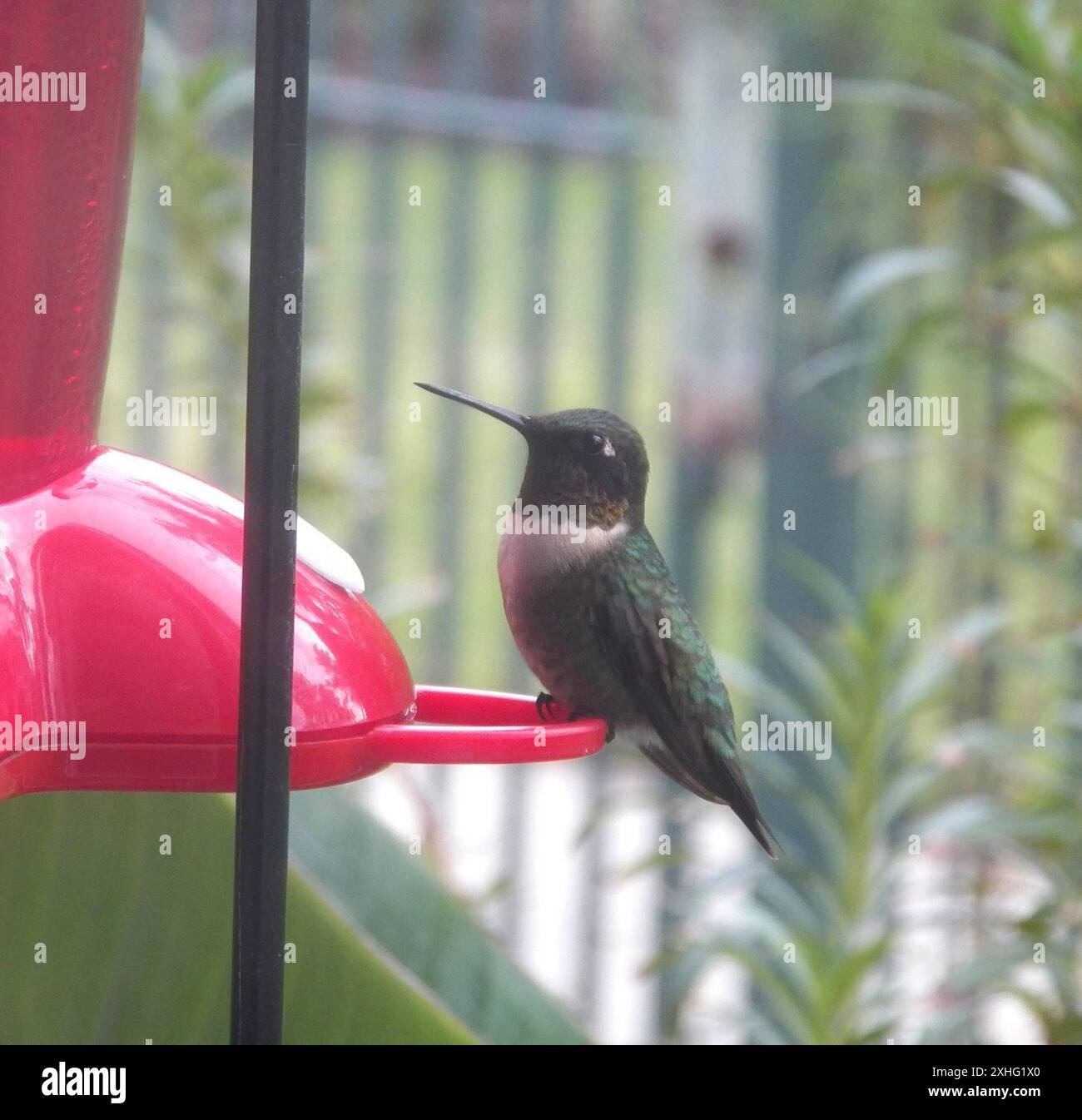 Ruby-throated Hummingbird (Archilochus colubris Stock Photo - Alamy