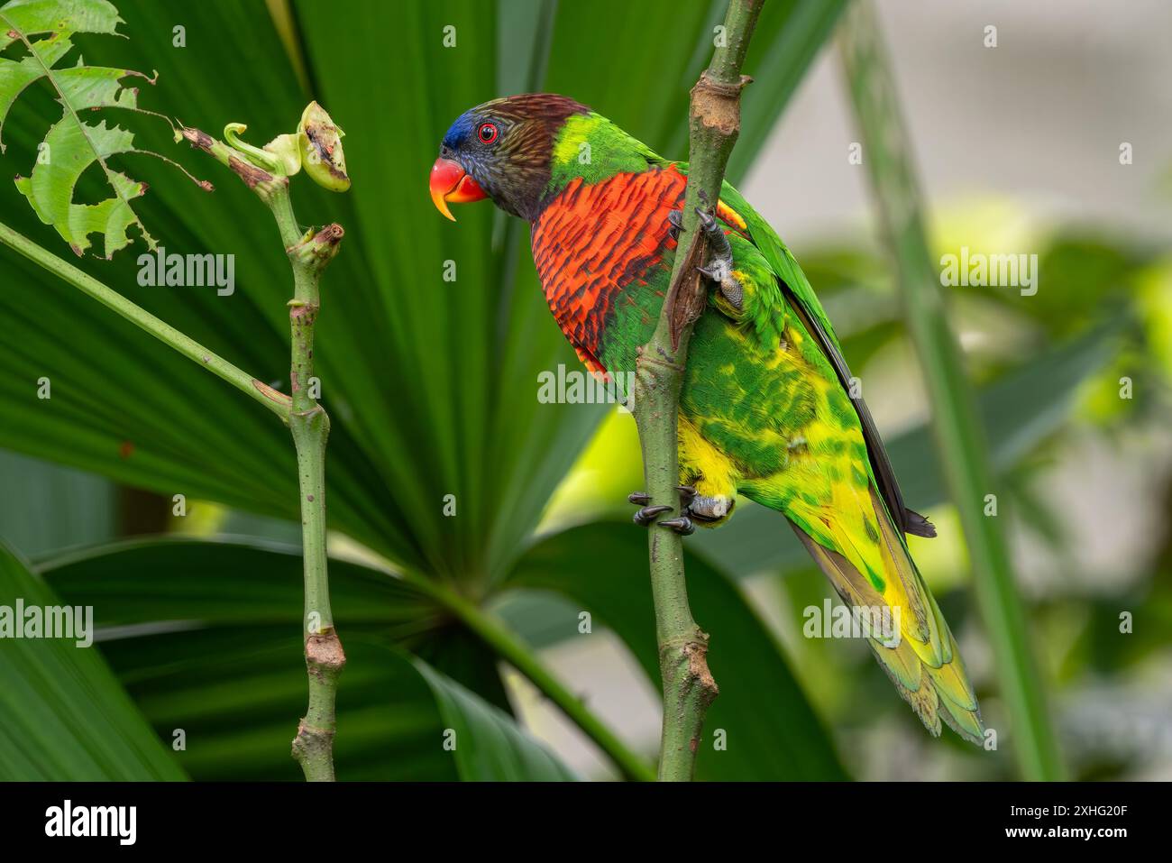 Coconut Lorikeet - Trichoglossus haematodus, beautiful colored parrot ...