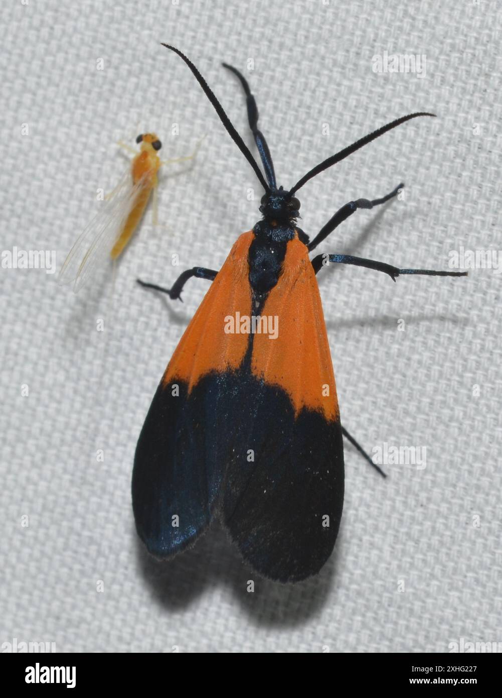 Black-and-yellow Lichen Moth (Lycomorpha pholus Stock Photo - Alamy