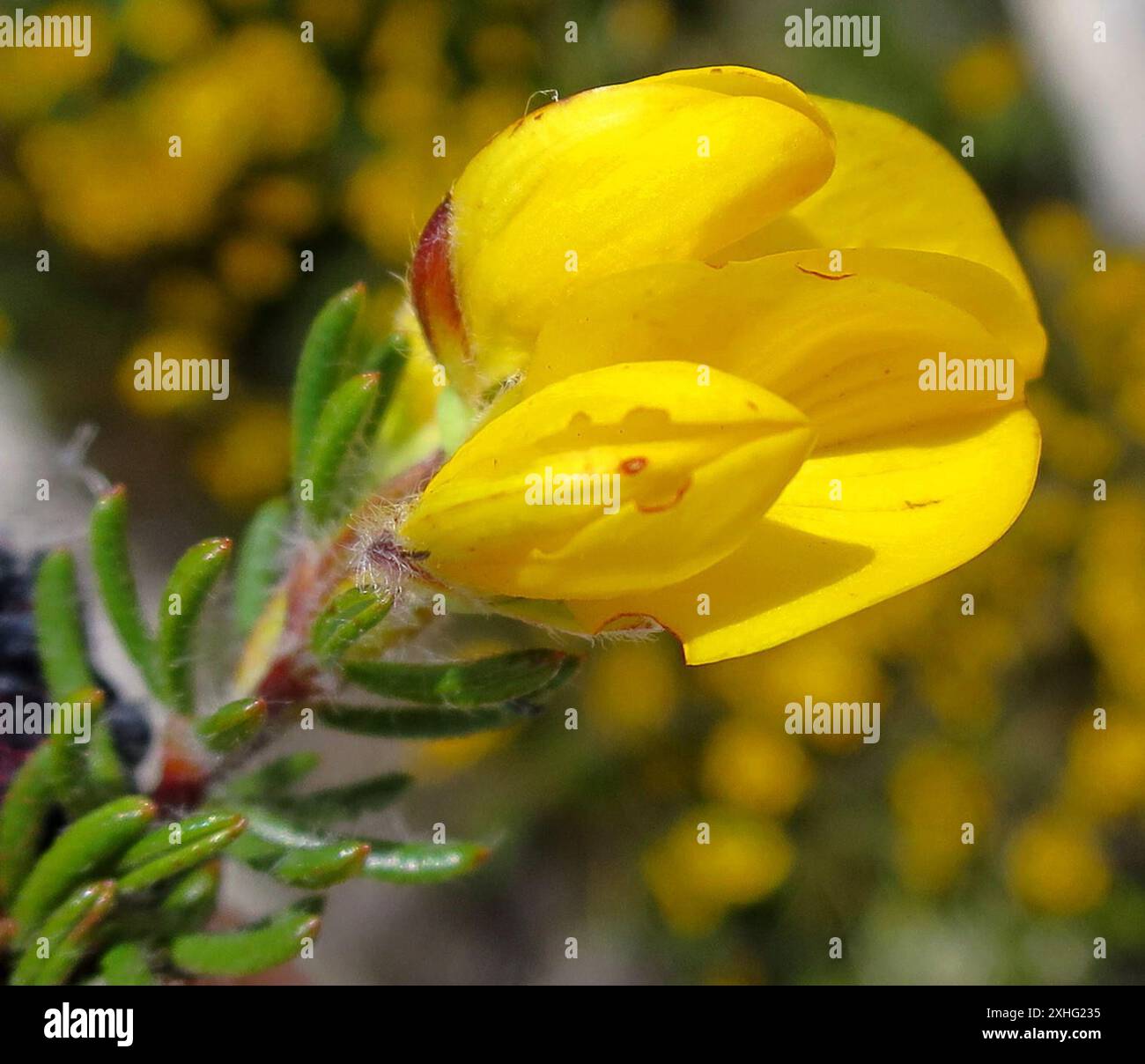 Cyclopia hi-res stock photography and images - Alamy