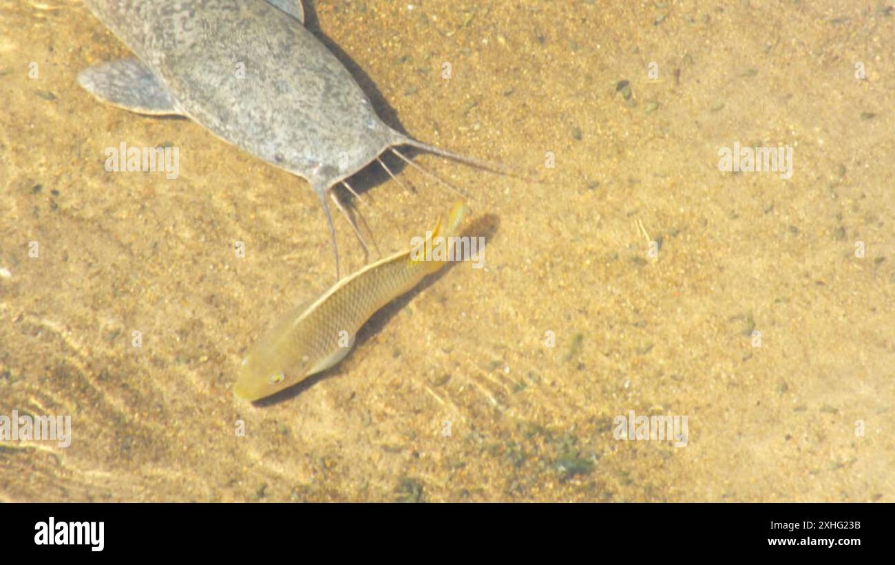 Redbreast Tilapia (Coptodon rendalli Stock Photo - Alamy