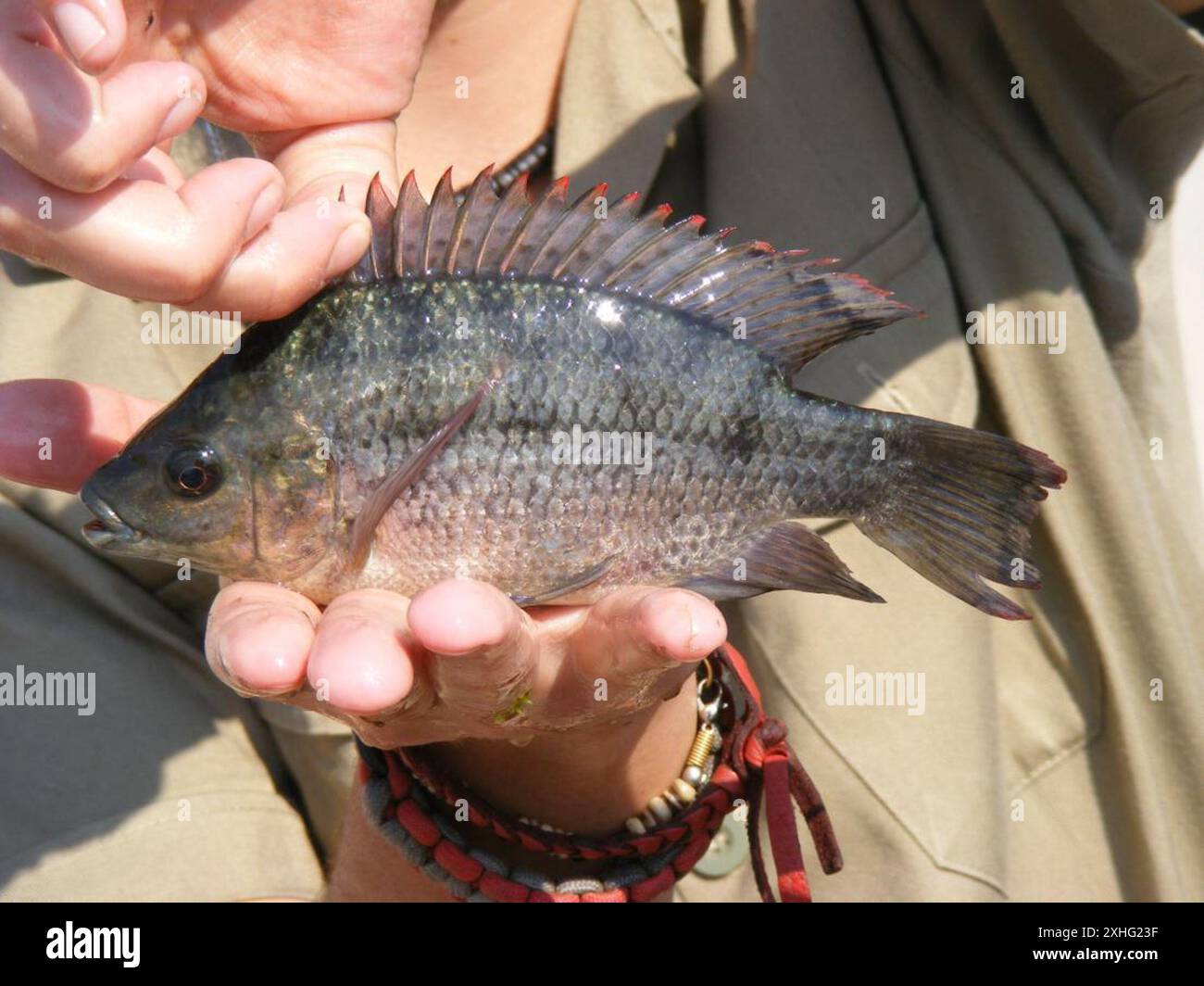 Mozambique Tilapia (Oreochromis mossambicus Stock Photo - Alamy