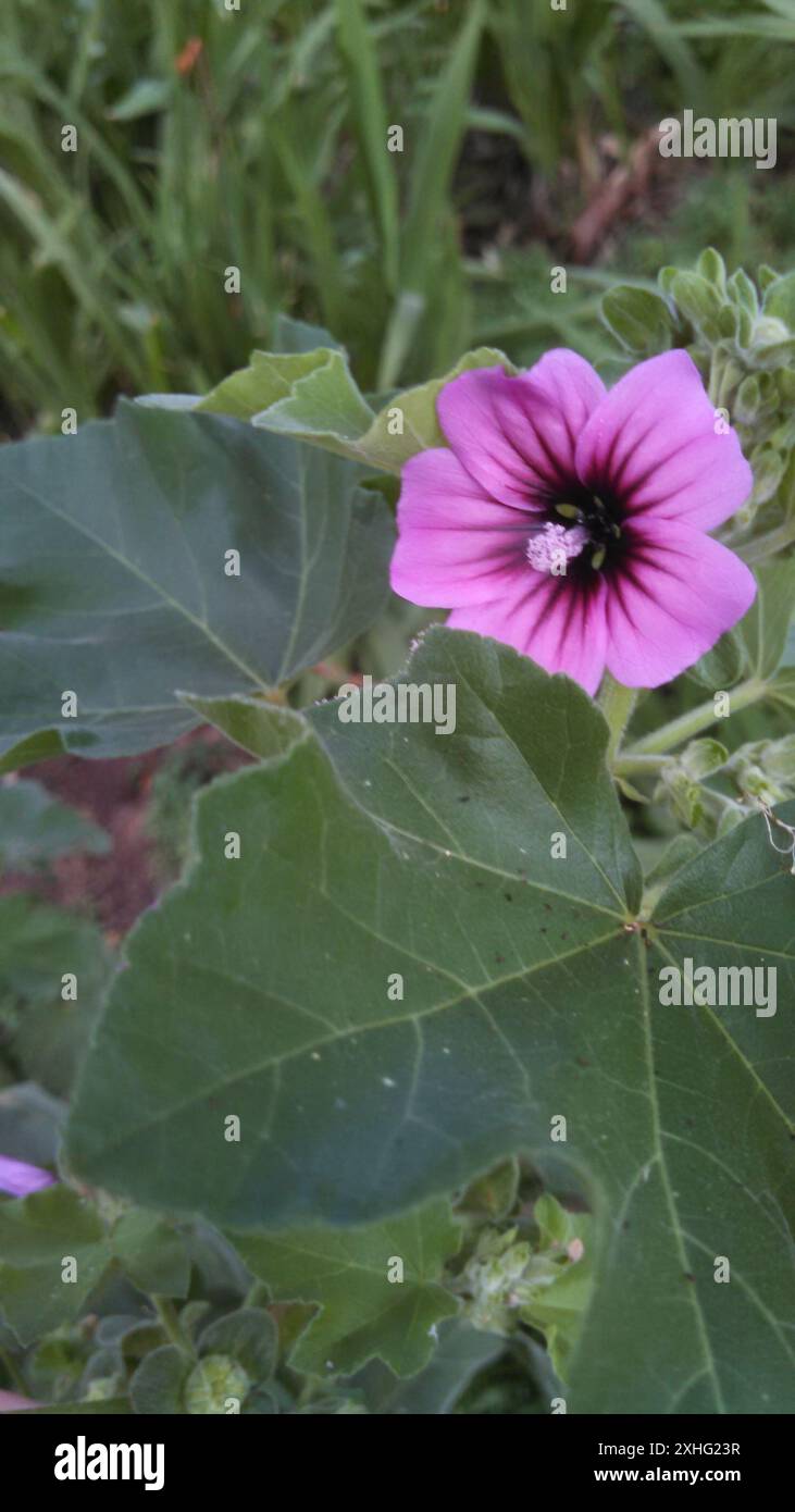 Tree Mallow (Malva arborea Stock Photo - Alamy