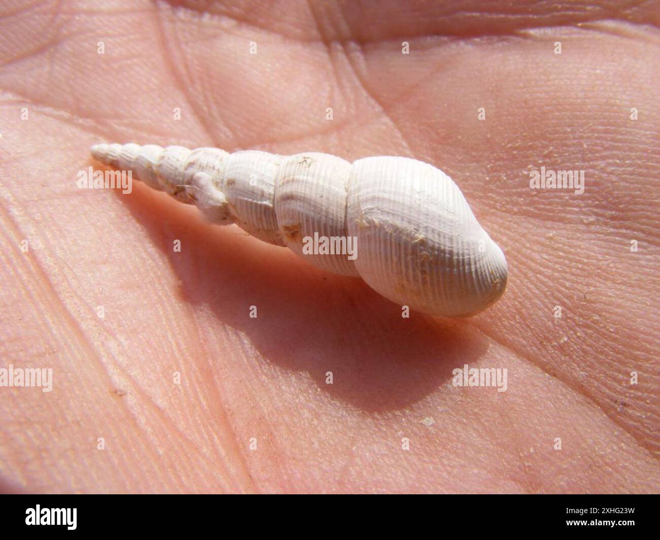 Melanoides hi-res stock photography and images - Alamy