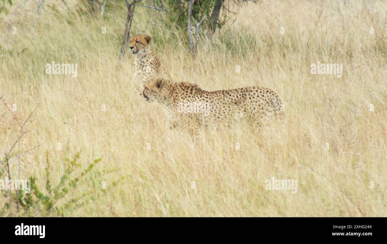 Southern and Eastern African Cheetah (Acinonyx jubatus jubatus Stock ...