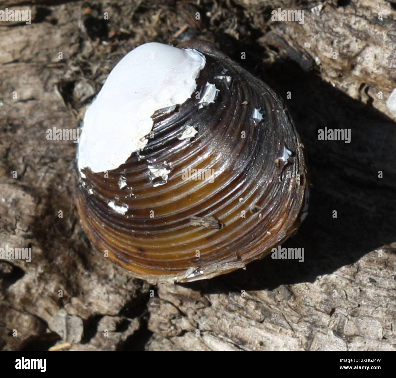 Asian Clam (Corbicula fluminea Stock Photo - Alamy