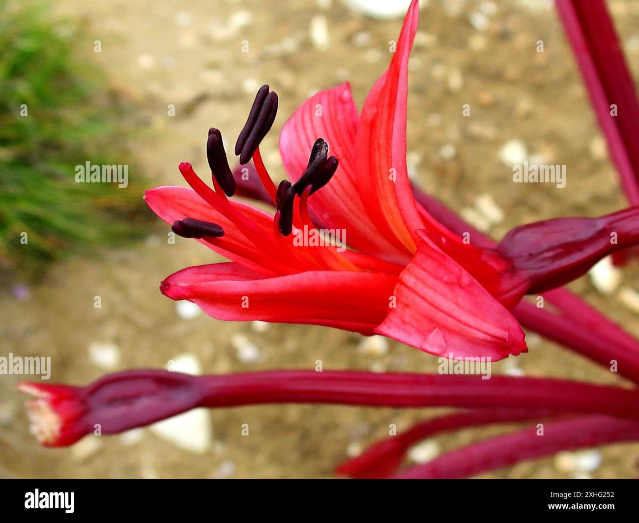 Brunsvigia orientalis hi-res stock photography and images - Alamy